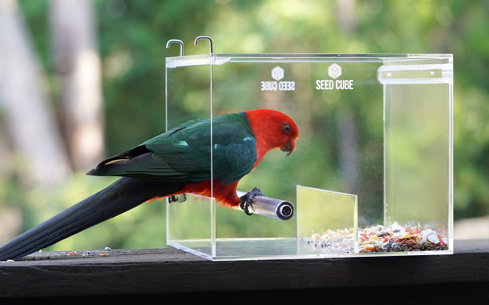 Creative Ways to Integrate Seed Cube into Your Bird's Daily Routine