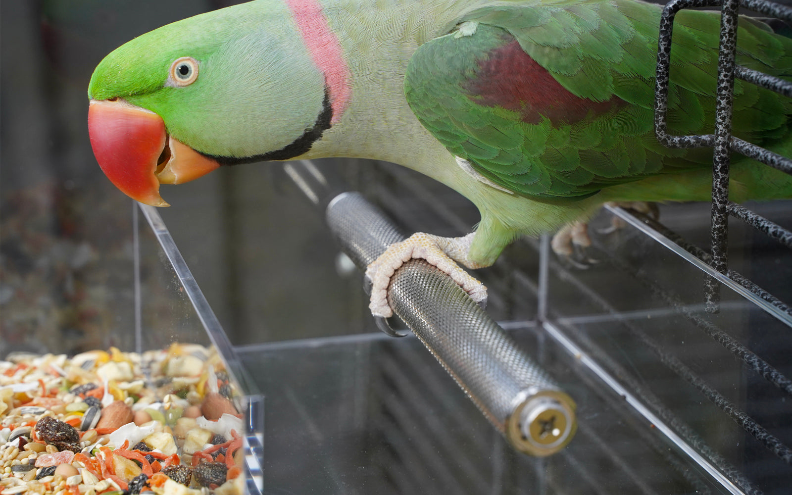 Discover the Best Bird Feeder: How the Seed Cube Transforms Avian Care