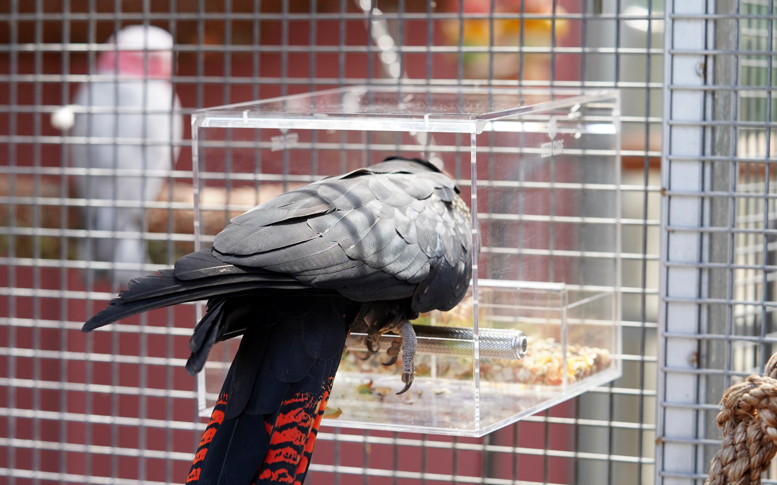 How Seed Cube Supports Your Bird's Health and Well-being
