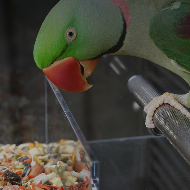 Seed Cube | No Mess Bird Feeders & Seed Containment Solutions